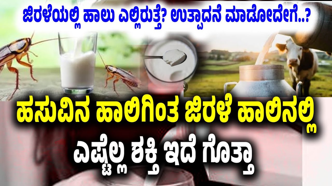 ಜಿರಳೆ ಹಾಲಿನ ಕುರಿತು ಸಂಶೋಧನೆ ಏನೇನು ಹೇಳ್ತು..? Cockroach Milk । Health ...