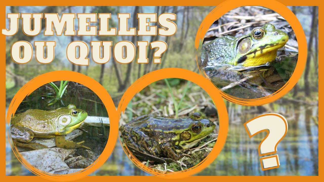 Grenouille verte, du Nord ou ouaouaron? Sachez les reconnaître - YouTube