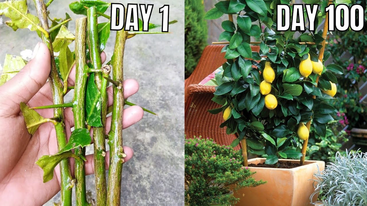 How to grow lemon tree from cutting / 💯 % sucess / #RupamGardening ...
