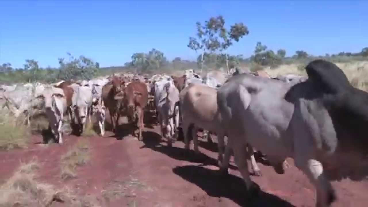Helicopter Cattle Mustering at Larrawa Station in the Kimberley - YouTube