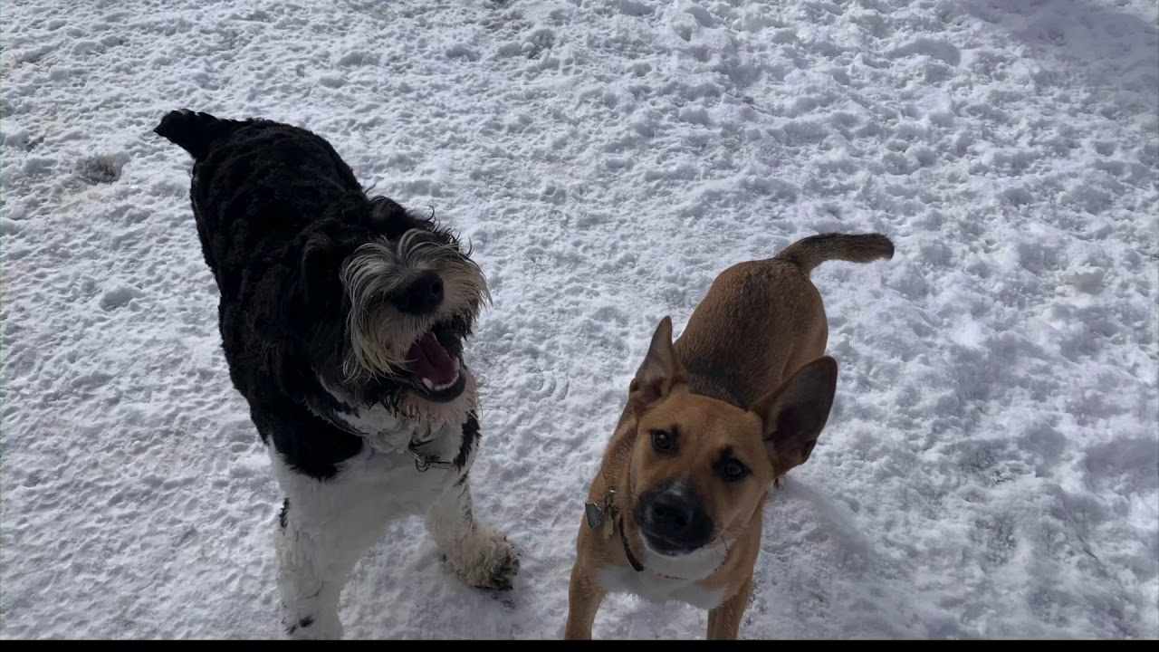 Starting the week with these pawsome pups - YouTube