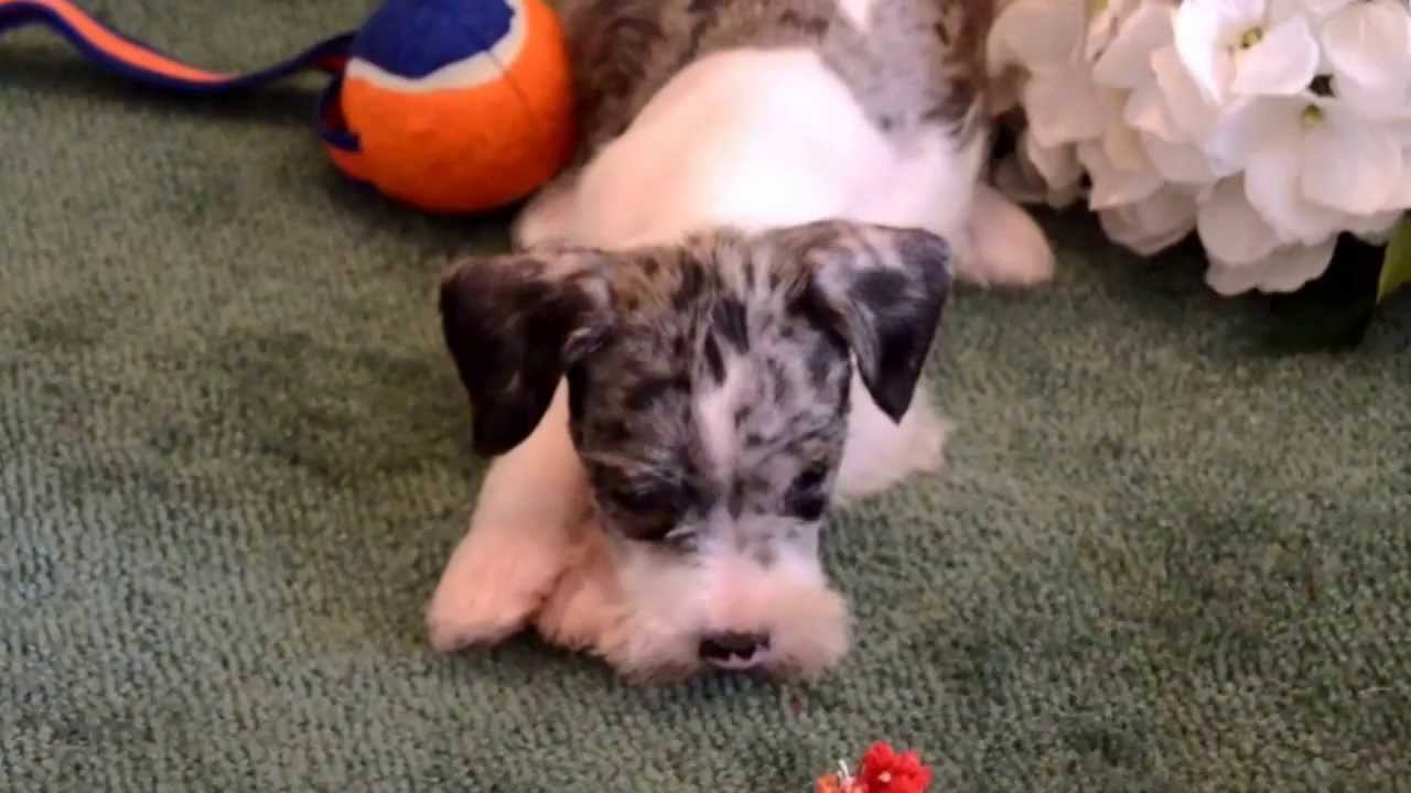 MSCA Female Blue Merle Miniature Schnauzer Puppy for sale **719-651 ...