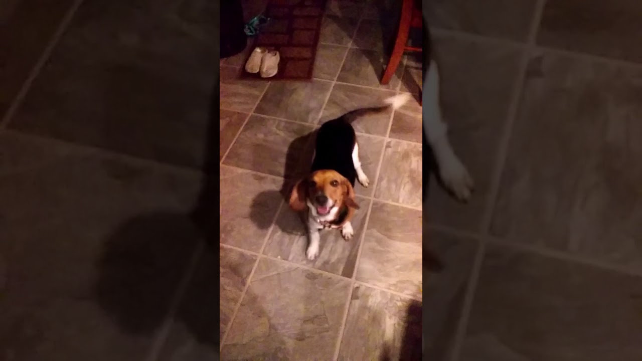 Beagle dances when asked a question - YouTube