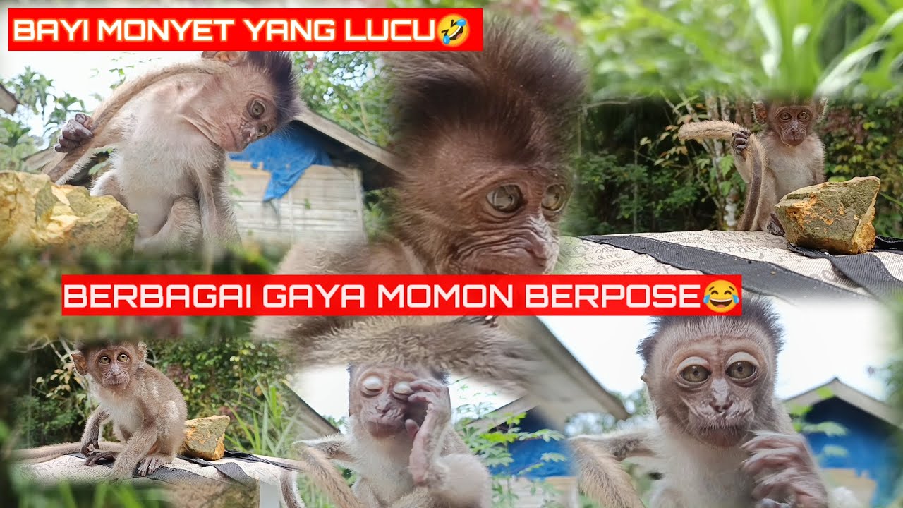 Cute Baby Monkey, Momon's Posing Style is Really Crazy🤣 - YouTube