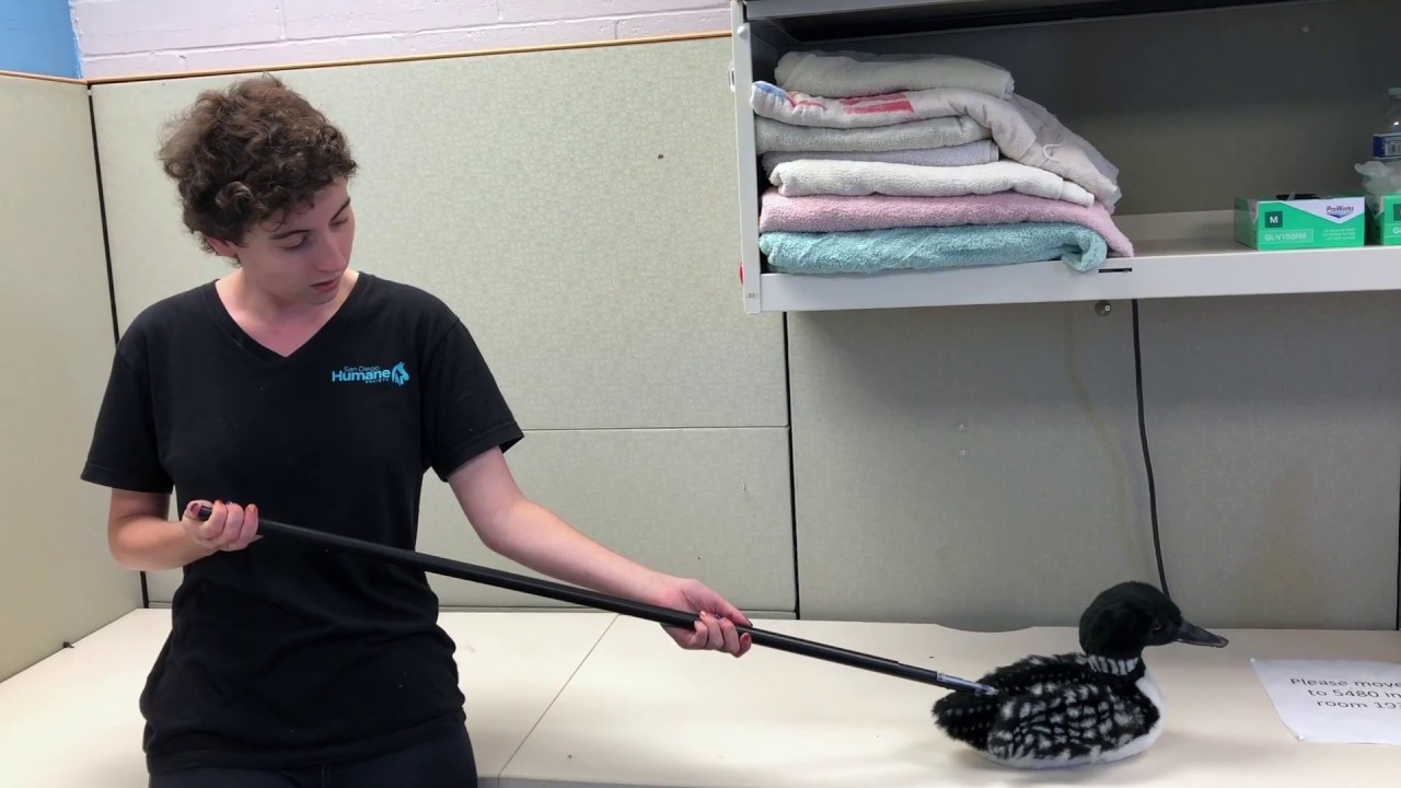 Project Wildlife Volunteers: How to Use a Pole Syringe - YouTube