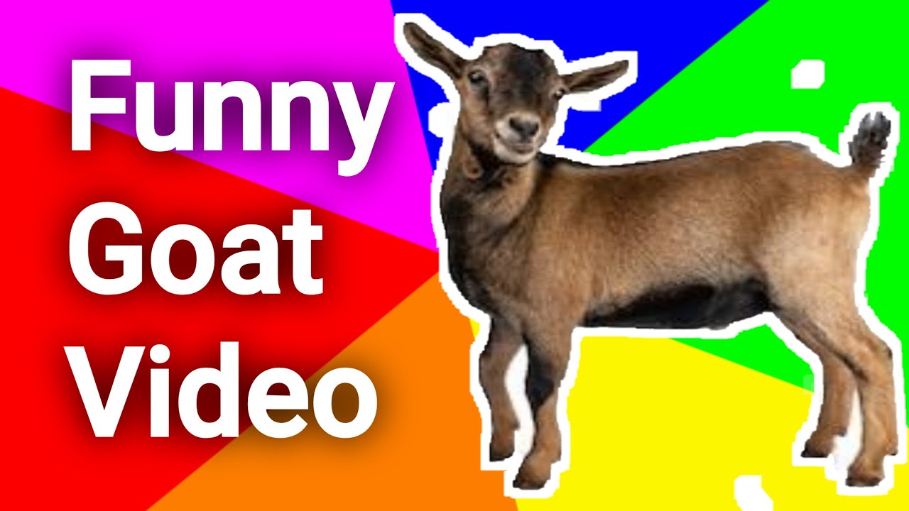 Funny Goat Video | Feb. 23, 2020 - YouTube