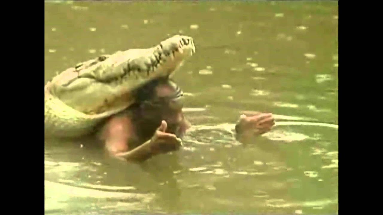 Chito y Pocho, la amistad de hombre y cocodrilo - YouTube