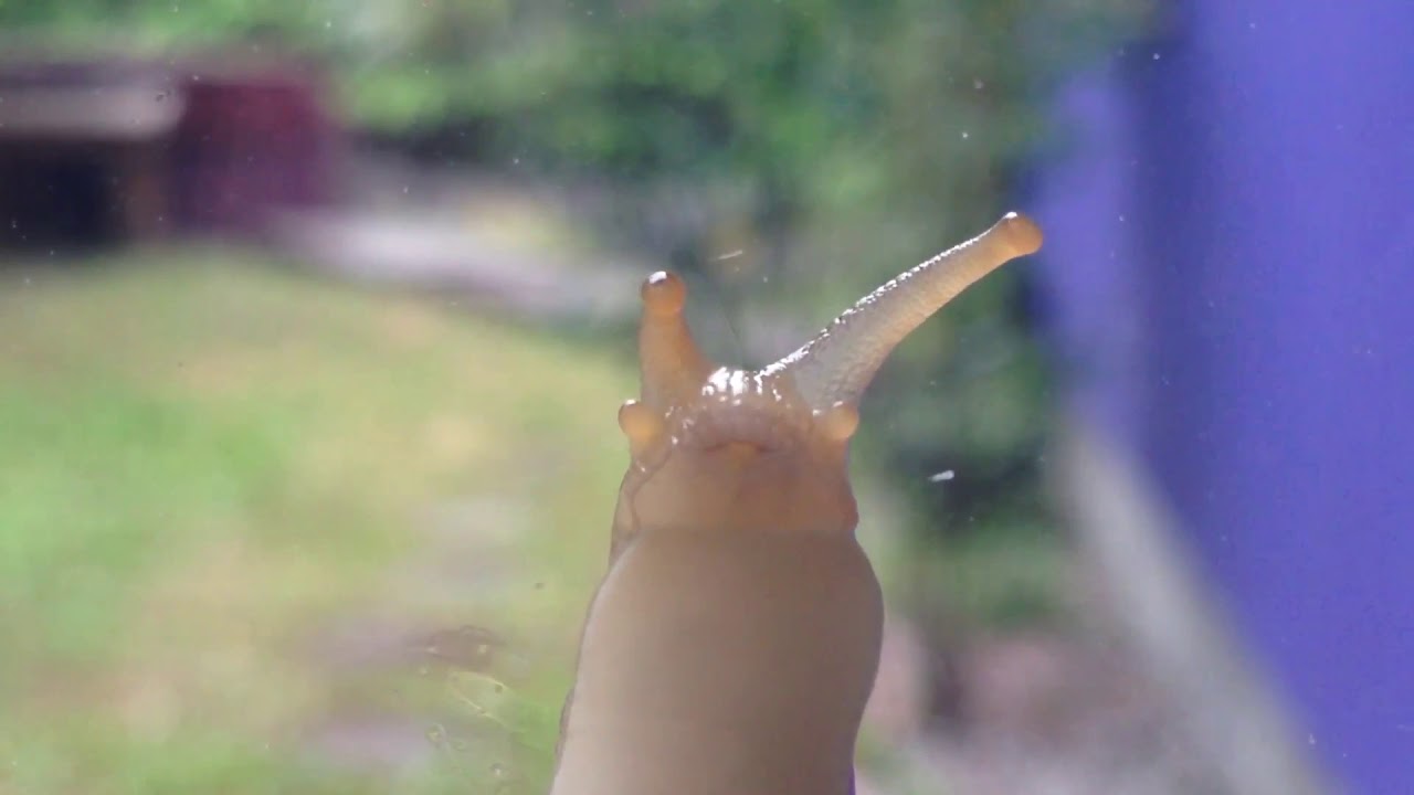 Pacific Banana Slug on a cabin window - YouTube