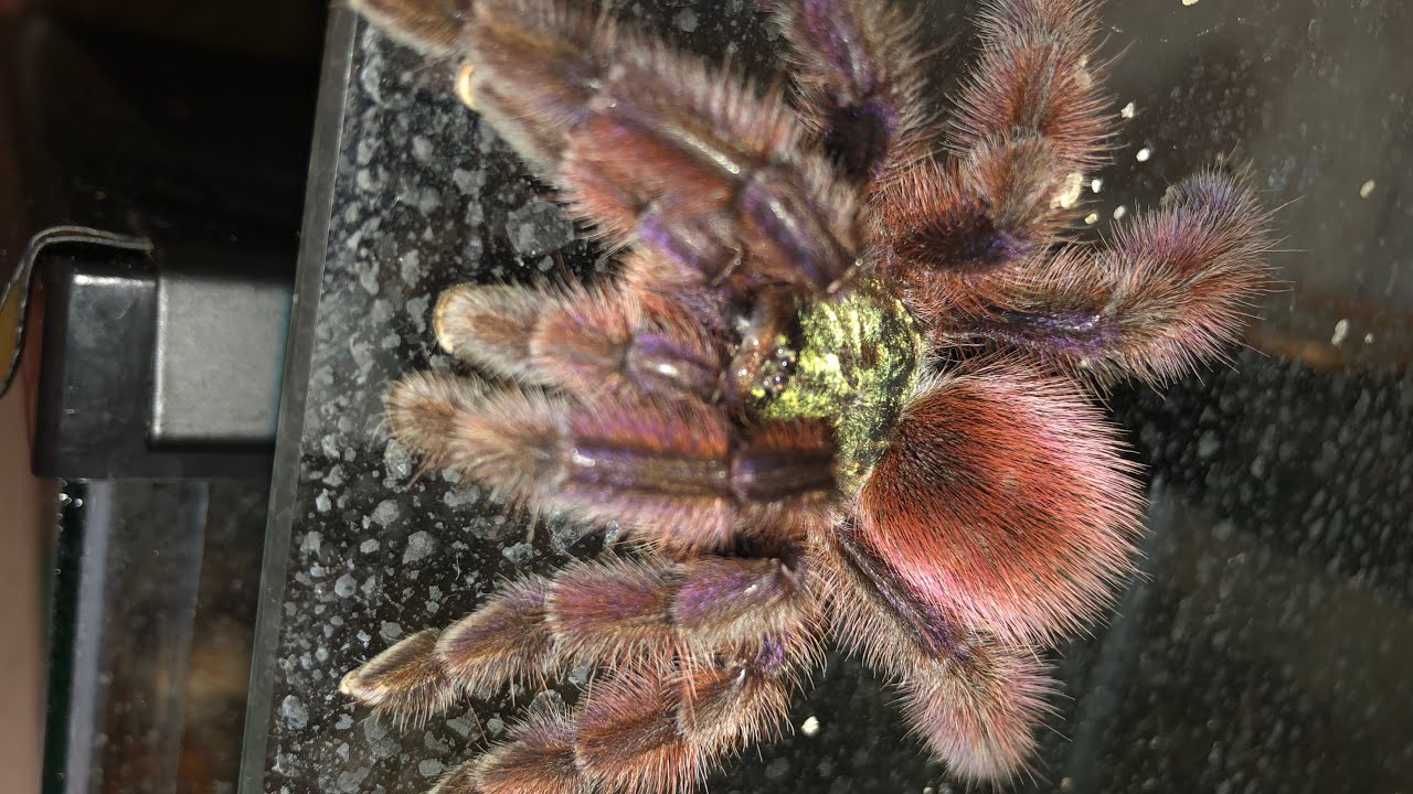 Antilles pinktoe tarantula on my hand… then pooping on me. - YouTube