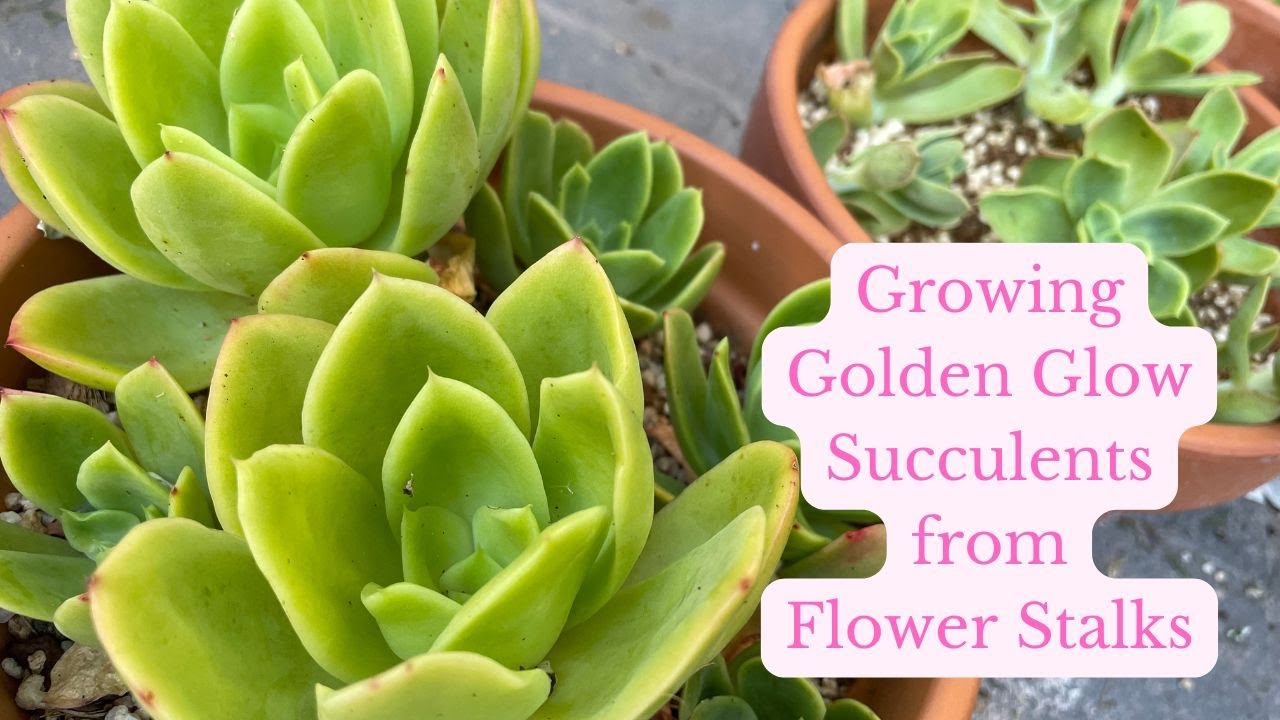 Growing Golden Glow Succulents from Flower Stalks - YouTube
