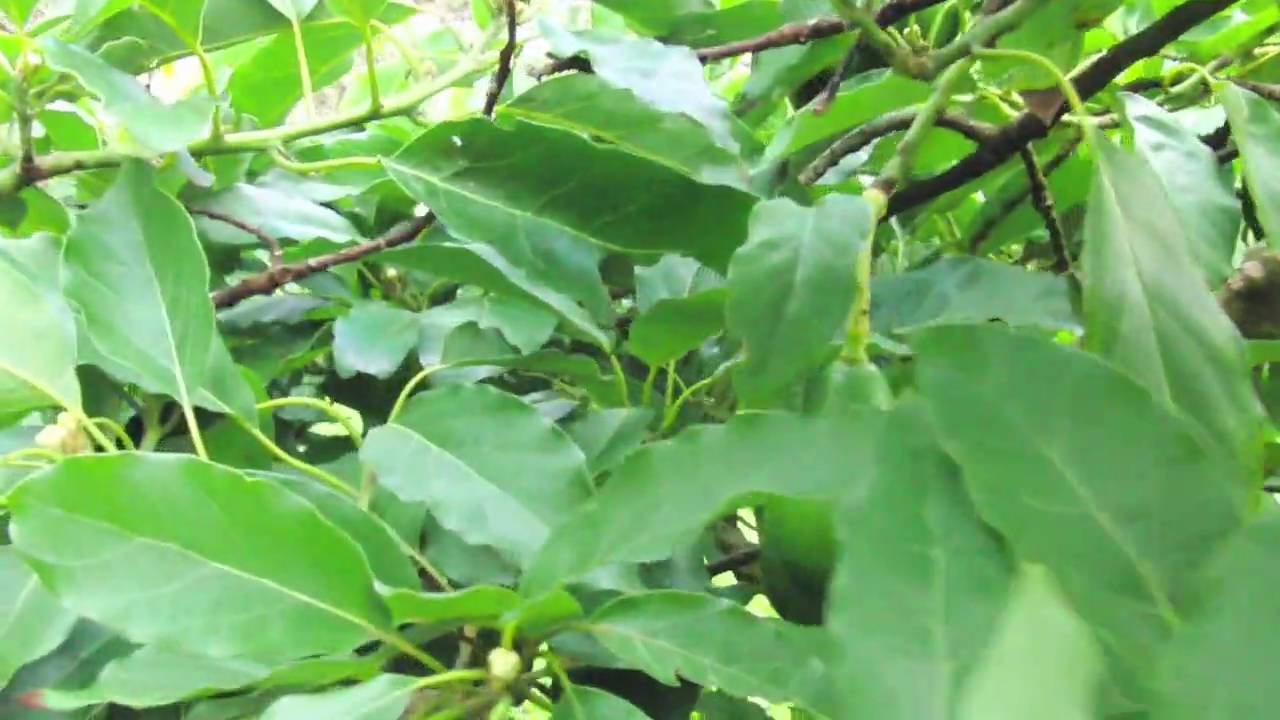 Rincon Avocado - YouTube