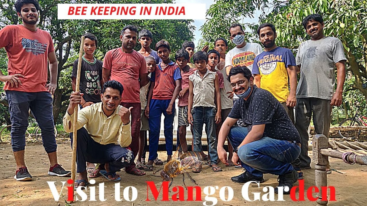 mango plantation | mango production in india | organic mango farming ...