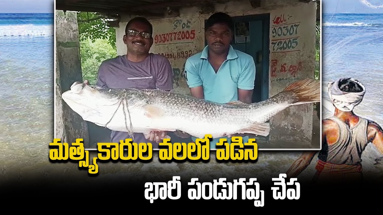 Another Rare 25 Kgs Pandugappa Fish Caught by Fisherman @YANAM | River ...