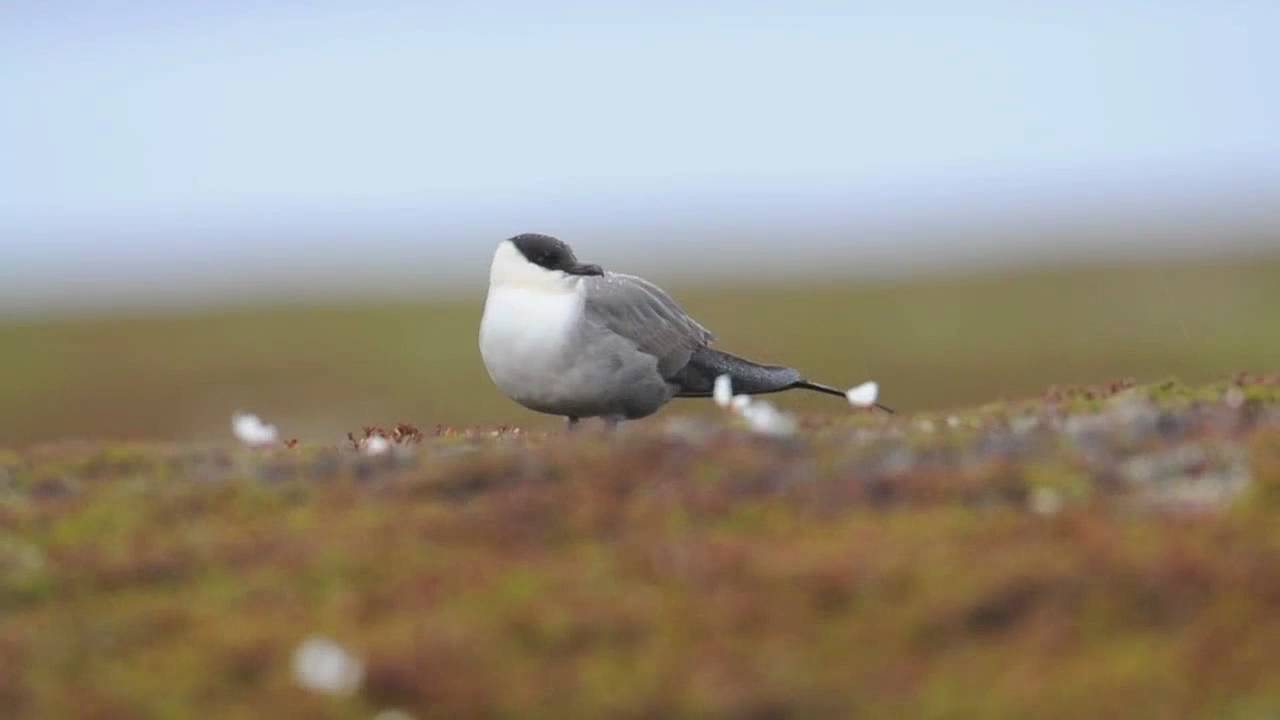 Din Tur presents the Birds of Norway - Long-tailed Skua - YouTube