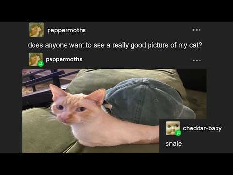 3 Idiots Read Hilarious Tumblr Posts 💔
