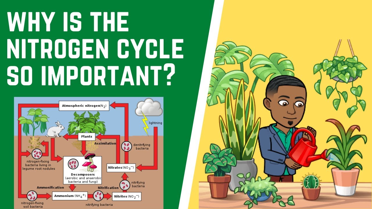 Why is The Nitrogen Cycle So Important? - YouTube