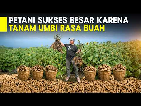 TANAM UMBI YAKON BIKIN PETANI INI PANEN RUPIAH, PESANAN 700 PCS TIAP HARI