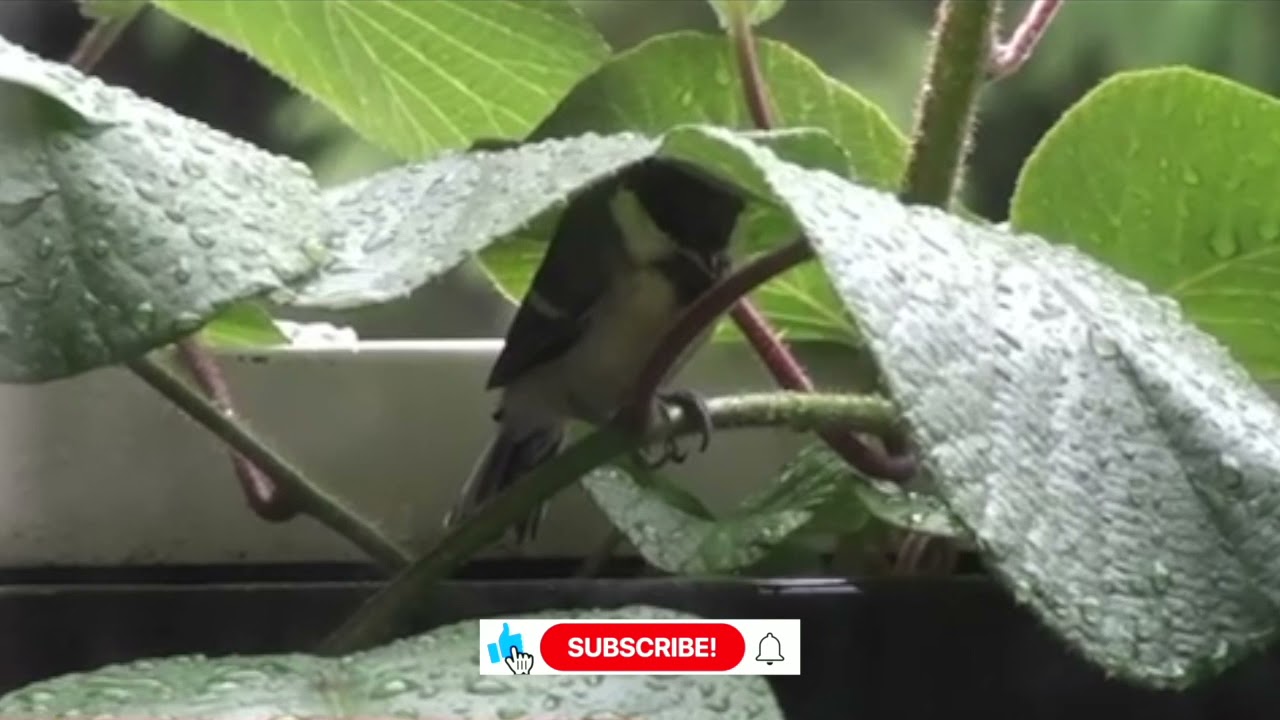 Little bird sheltering from the rain #24 - YouTube