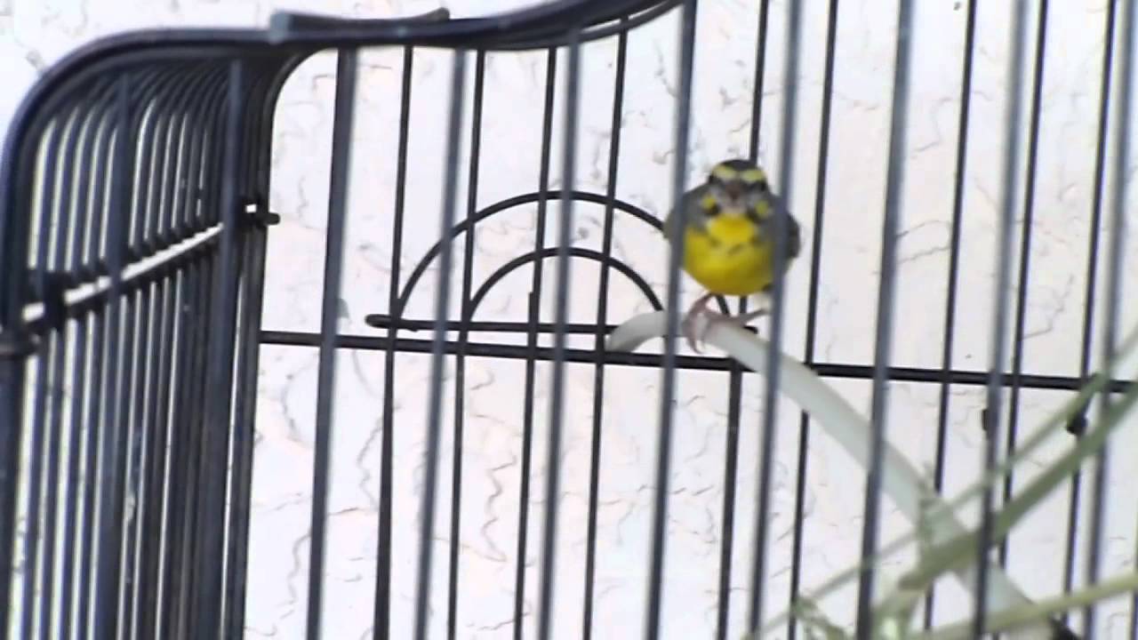 juvenile green singer finch (wild canary) singing. - YouTube
