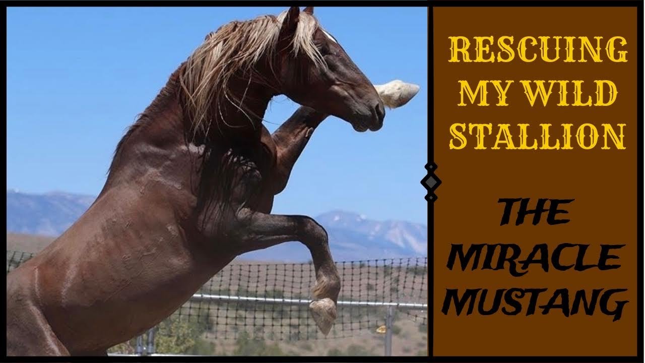 The Story of Surfer Dude the Miracle Mustang - RESCUING A WILD STALLION ...