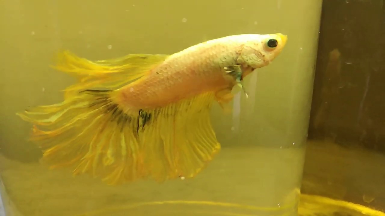 Yellow Dragon Halfmoon Betta Breeding Male - YouTube