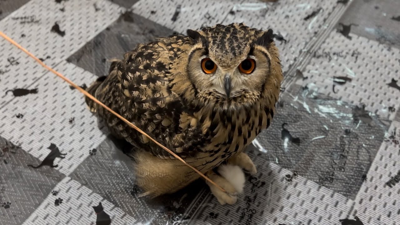 #614 フクロウの運動不足解消 Exercise for owl 【ベンガルワシミミズク】 - YouTube