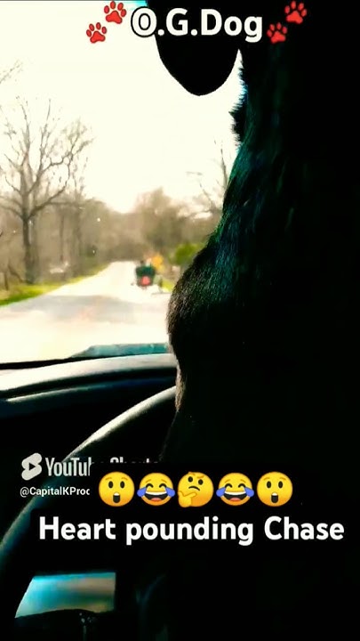 Heart Pounding Chase With O.G.Dog🐾#like #share #subs #viral #trending # ...