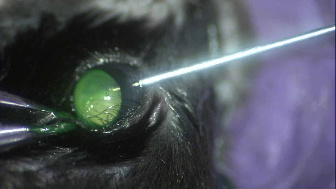 Mouse Intracameral Injection - YouTube