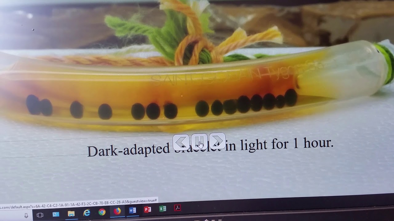Step 6 solar-powered algae bracelet making - YouTube