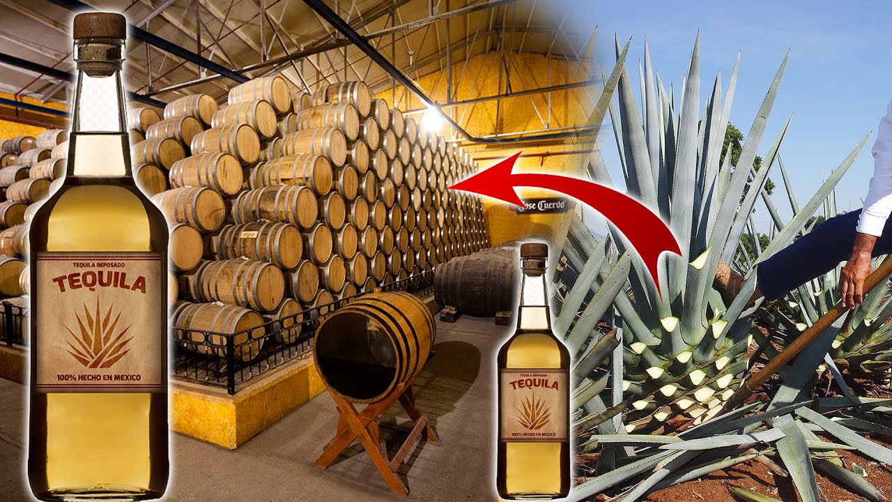 देखिये Tequila कैसे बनती है ! How Tequila is Made in Factory ! Tequila ...