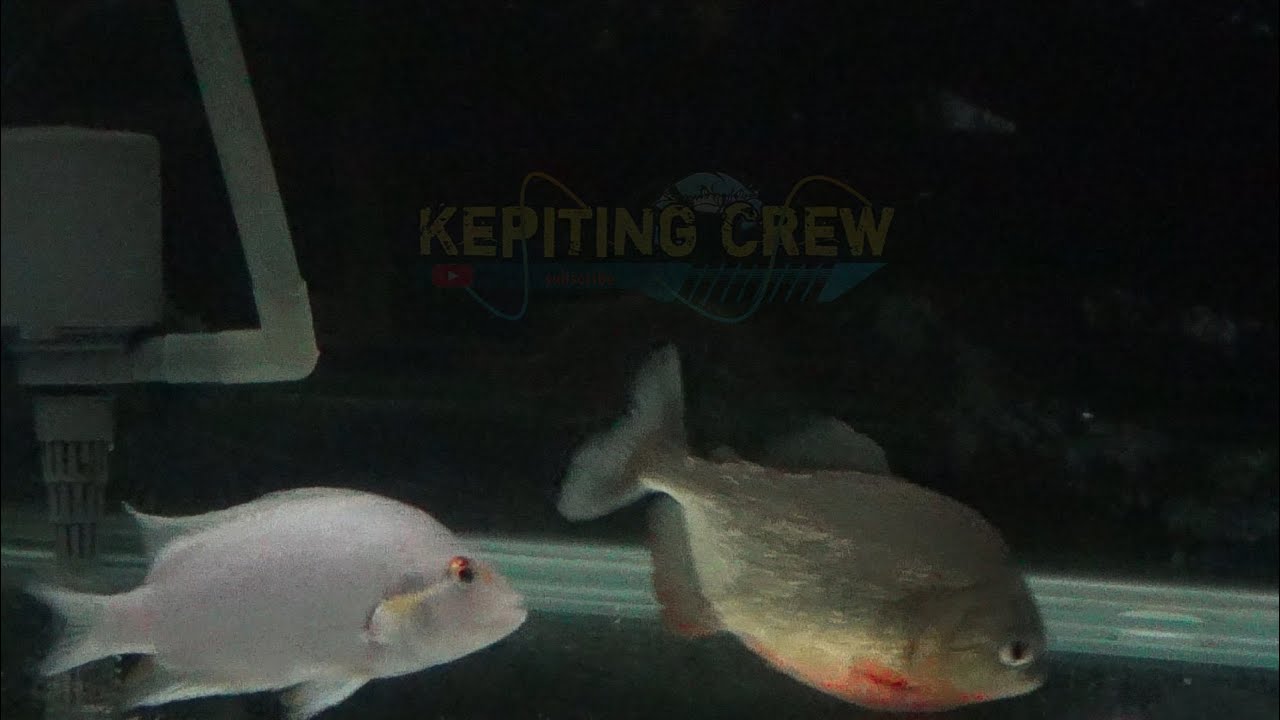 IKAN SETAN V.S PIRANHA - YouTube