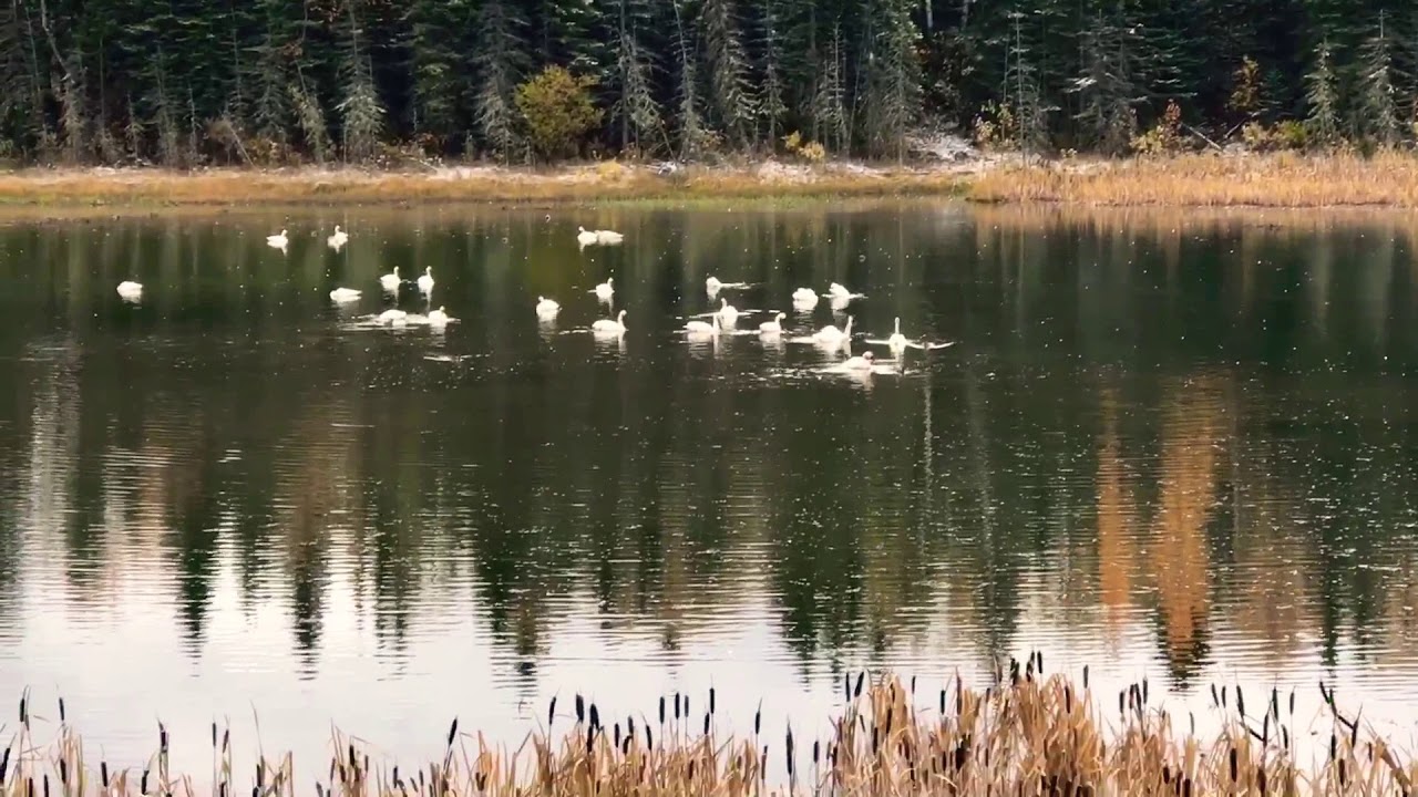 Tundra Swans in the Northern Alberta Rockies - YouTube