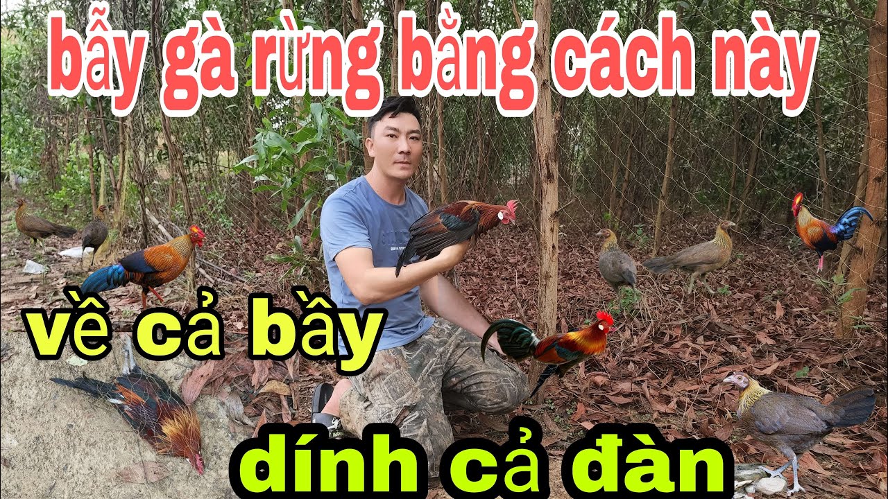 bẫy gà rừng nhanh,hiệu quả 100% bằng cách này #bayga #garung #bẫygàrừng ...