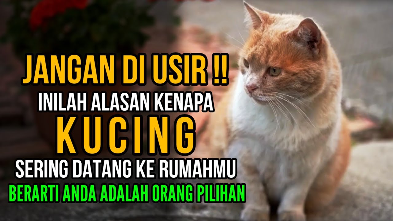 JANGAN DI USIR !! INILAH ALASAN KENAPA KUCING SERING DATANG KE RUMAHMU ...