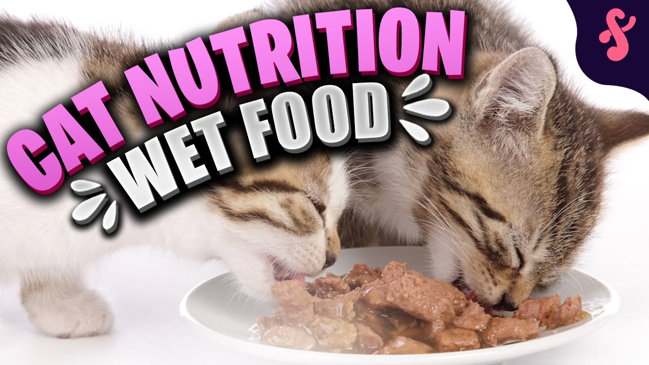 🥣 Cat Nutrition and Cat Diet- WET FOOD | Furry Feline Facts - YouTube