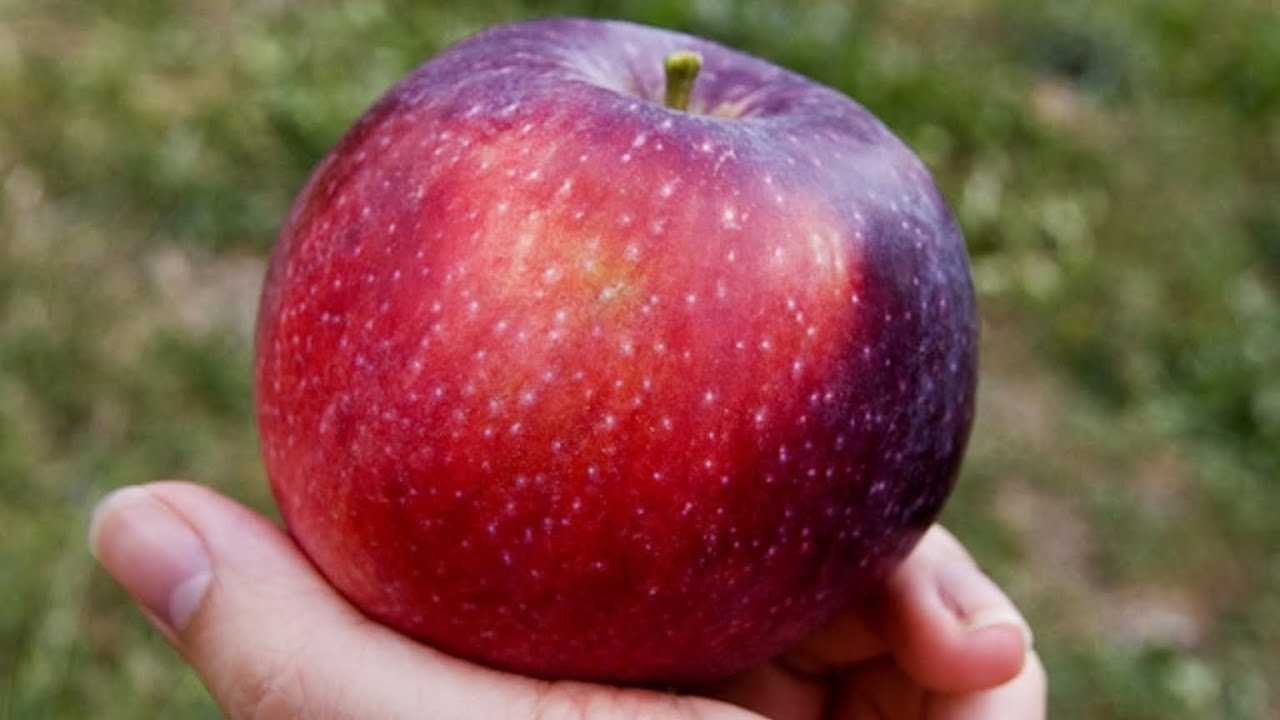 Intresting Facts About Apple In Tamil aahaan YouTube intresting-facts-about-apple-in-tamil-aahaan-youtube