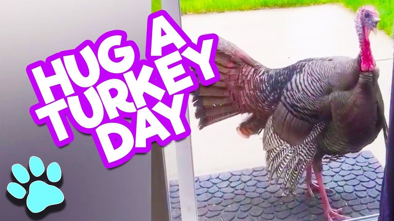 Hug a Turkey Day | Happy Thanksgiving | #thatpetlife - YouTube