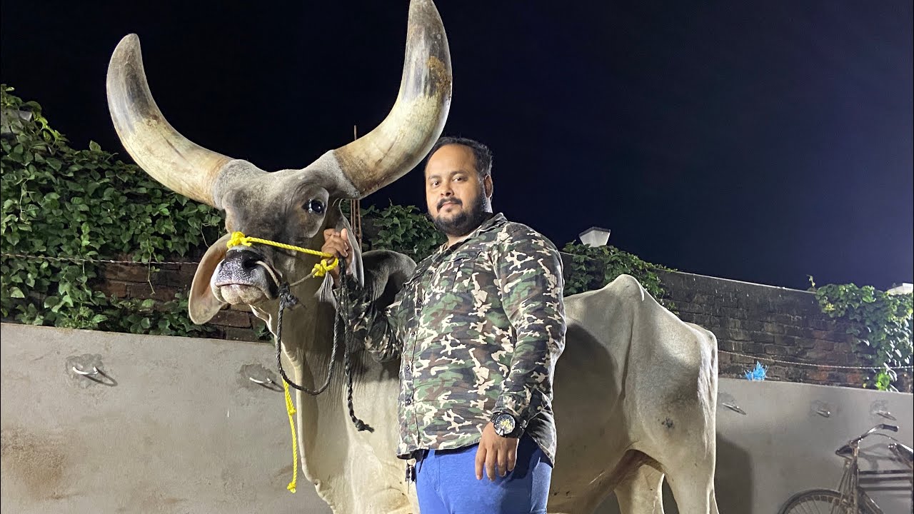 BIG HORN KANKREJ OX🔥 UNLOADING AT MAAZ CATTLE FARM || KOLKATA COW 2024 ...