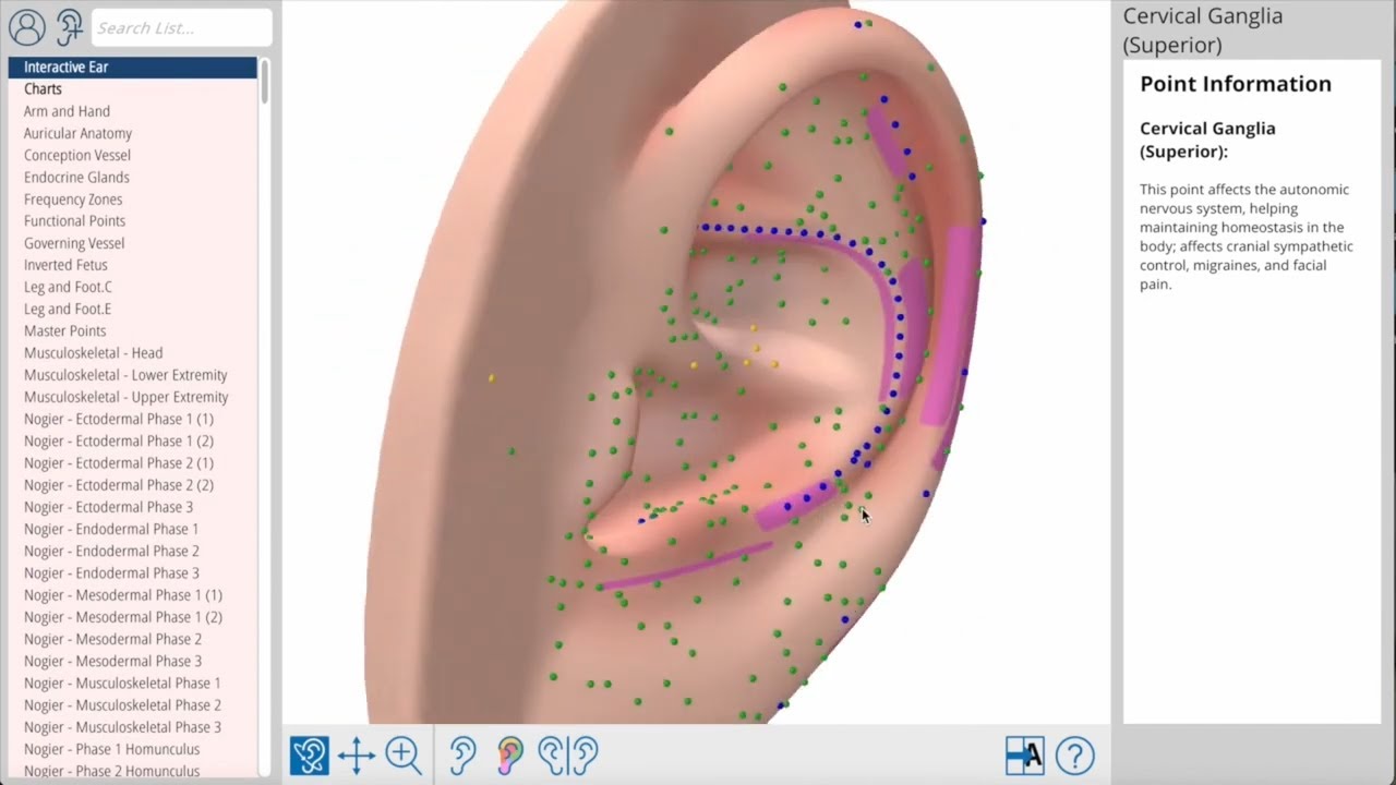 Auriculo360: Your Comprehensive Guide To Ear Acupuncture - YouTube