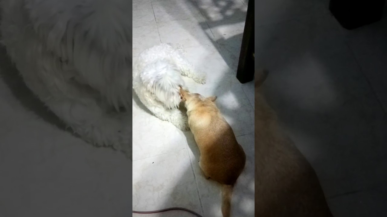 Perrito dando besitos - YouTube