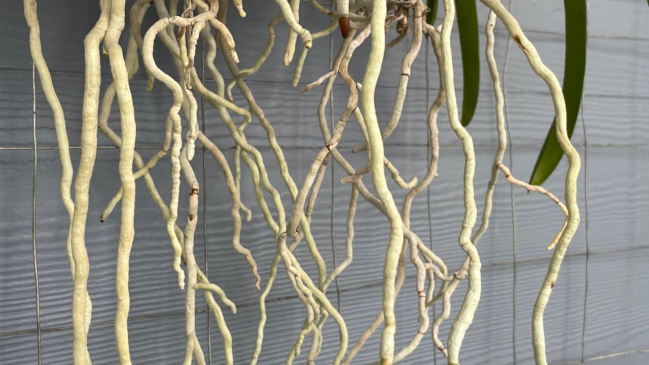 Vanda Root Maintenance | Moss Use - YouTube