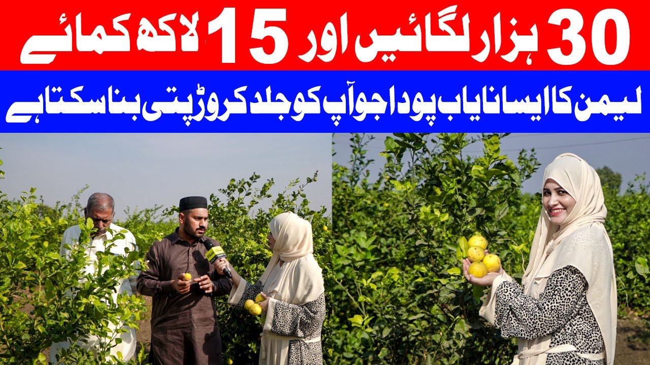 Seedless Lemon farming in Pakistan | Seedless Lemon Farming Business in ...