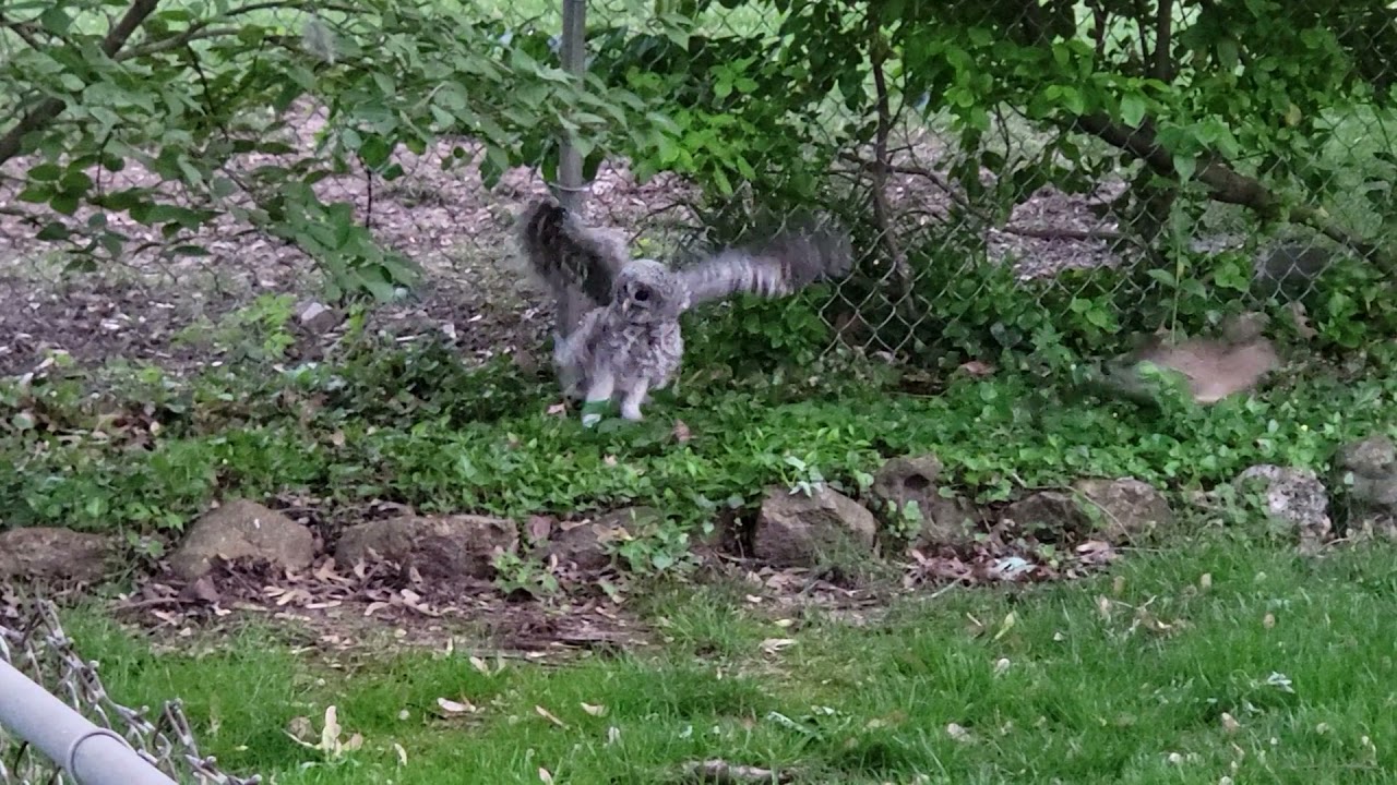 Owl vs Rabbit - YouTube