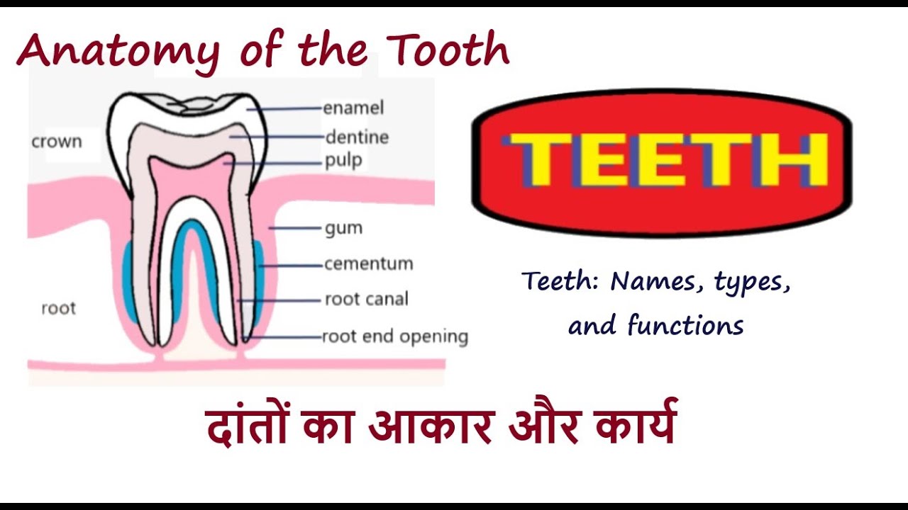Teeth: Names, types, and functions. Ep-4 - YouTube