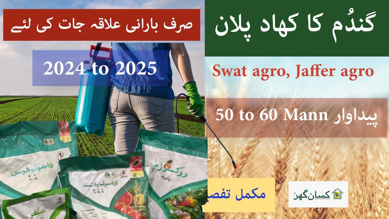 Fertilizer plan of wheat sowing for Barani Areas | Best Production ...