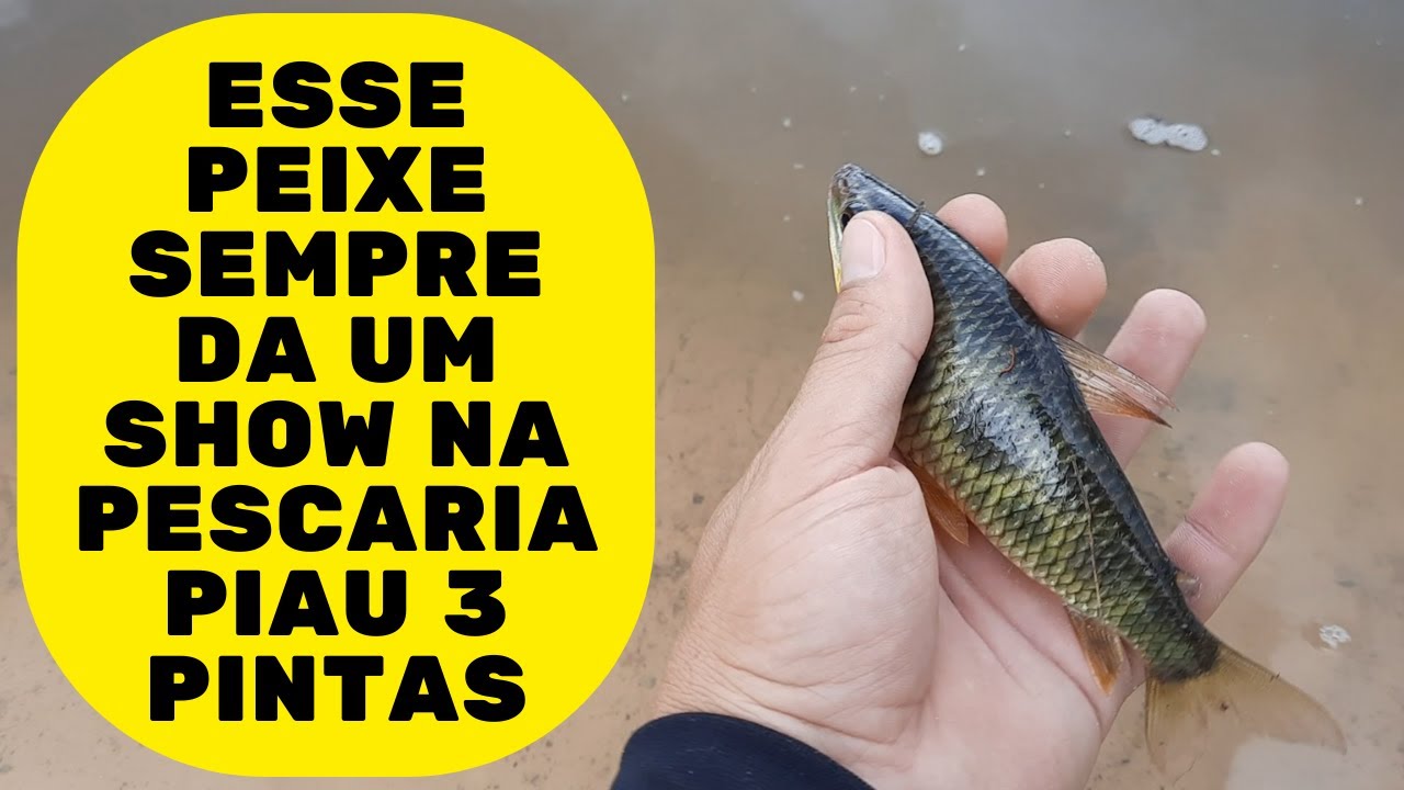 ESSE PEIXE SEMPRE DA UM SHOW NA PESCARIA - PIAU 3 PINTAS - YouTube