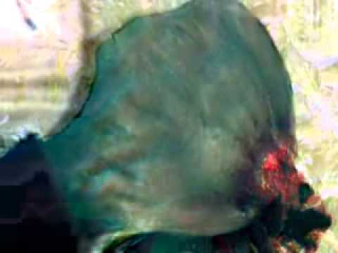 ODISEALINK - DR. JONATHAN REED ALIEN ENCOUNTER - Alien Screaming ...