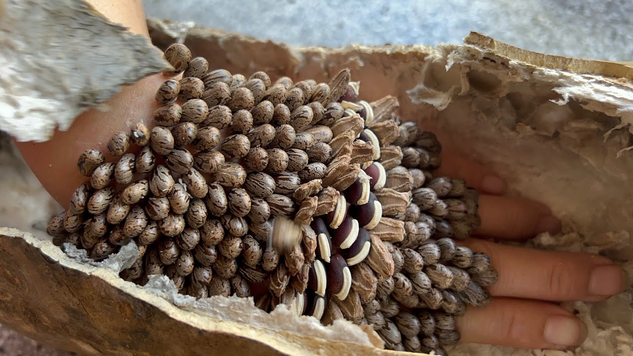 Exploit the bark to discover the seeds inside - YouTube