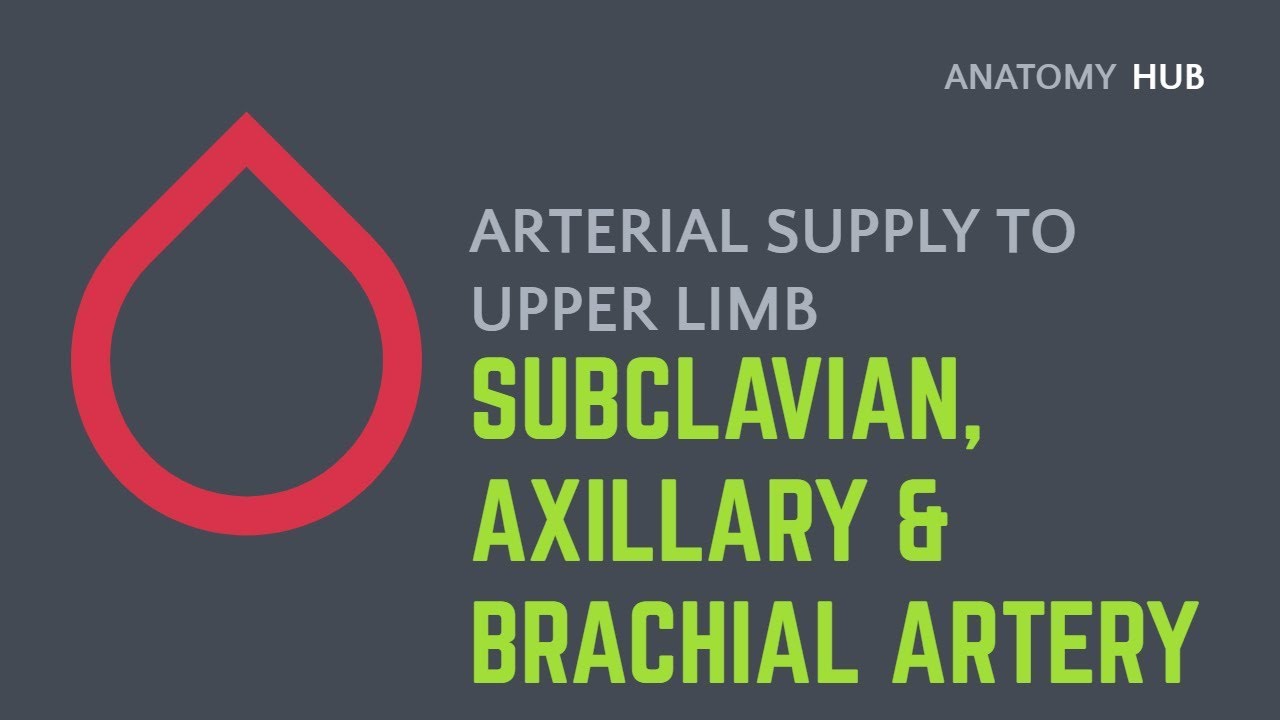 ARTERIAL SUPPLY TO UPPER LIMB |Subclavian & Axillary Artery by # ...