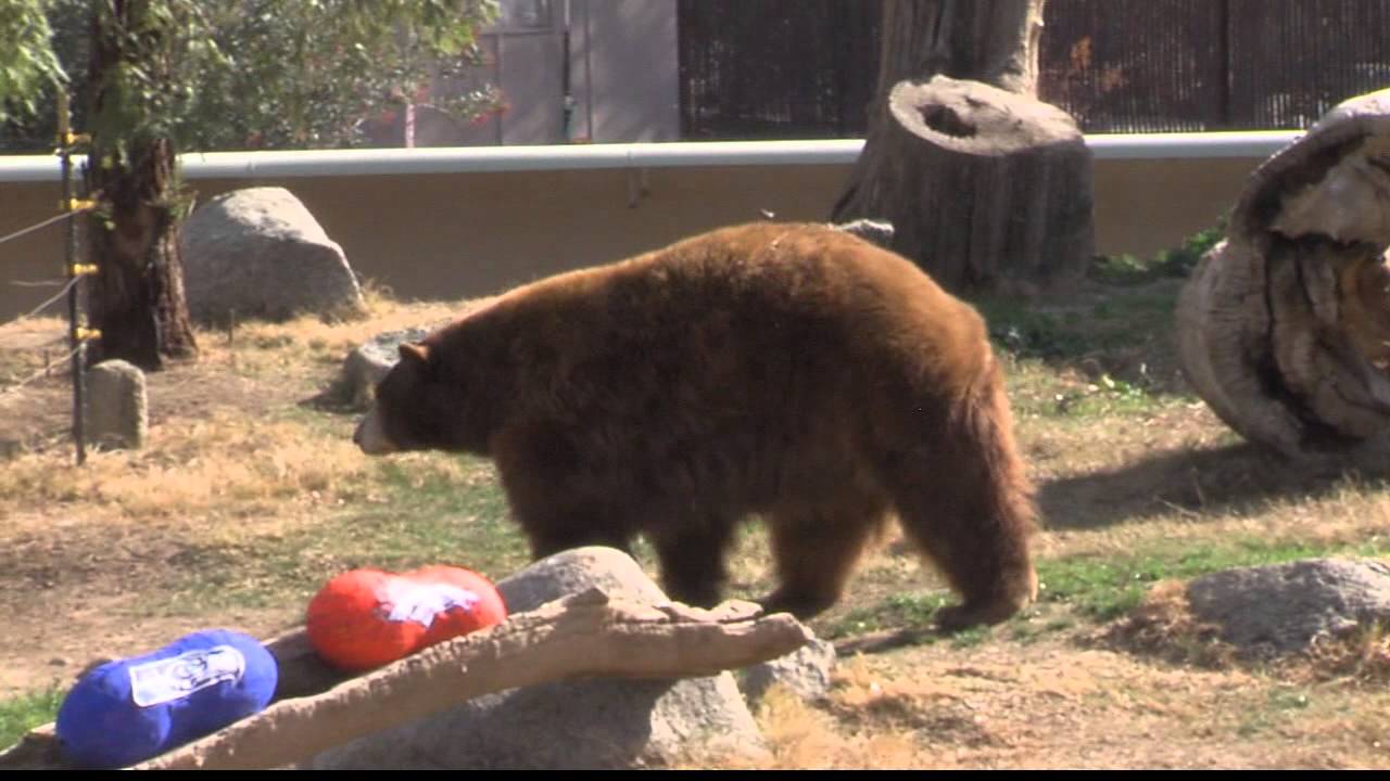 2014 Super Bowl Bear Pick With David Carr - YouTube